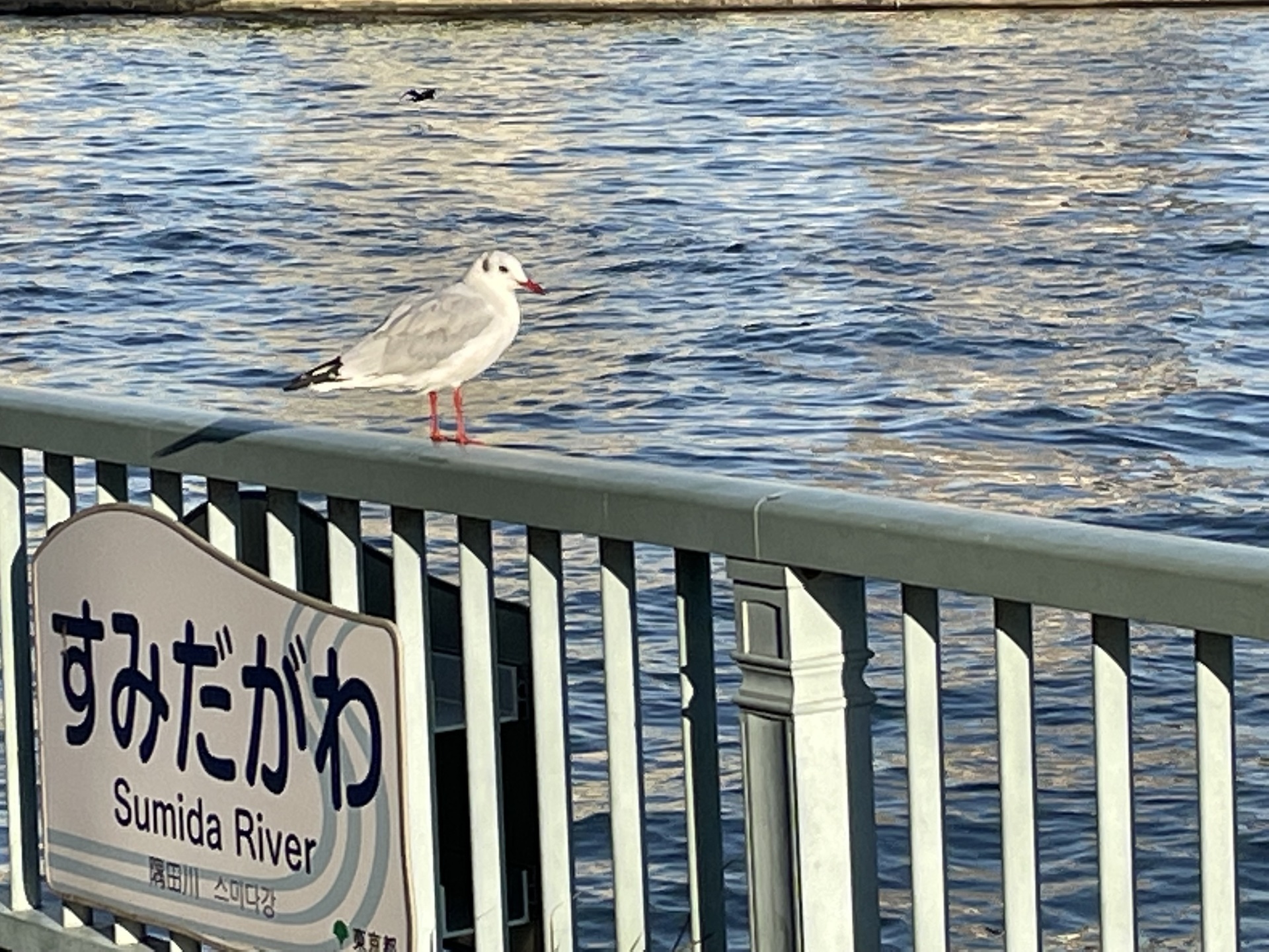 三色プードル鳩おばさん: コメコのブログ